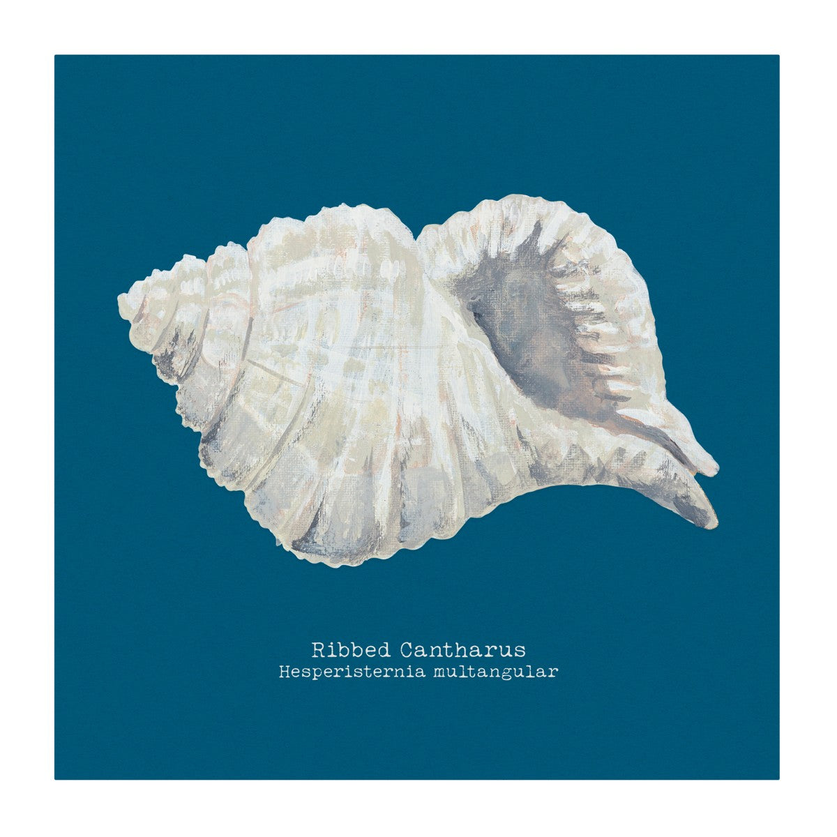 Hand-painted Ribbed Shell Art Print | Marine Blue Background – Beach ...
