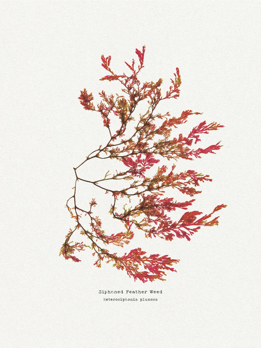 Seaweed Paint Wall Art | Siphon Feather Weed No 1 – Beach House Art
