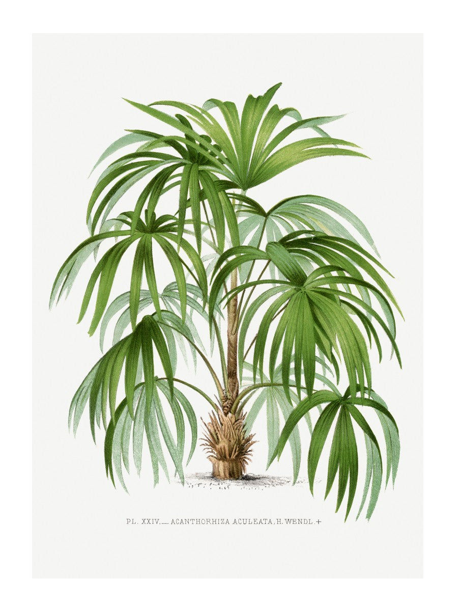 Macaw Palm | Vintage Botanical Palm Art Print – Beach House Art