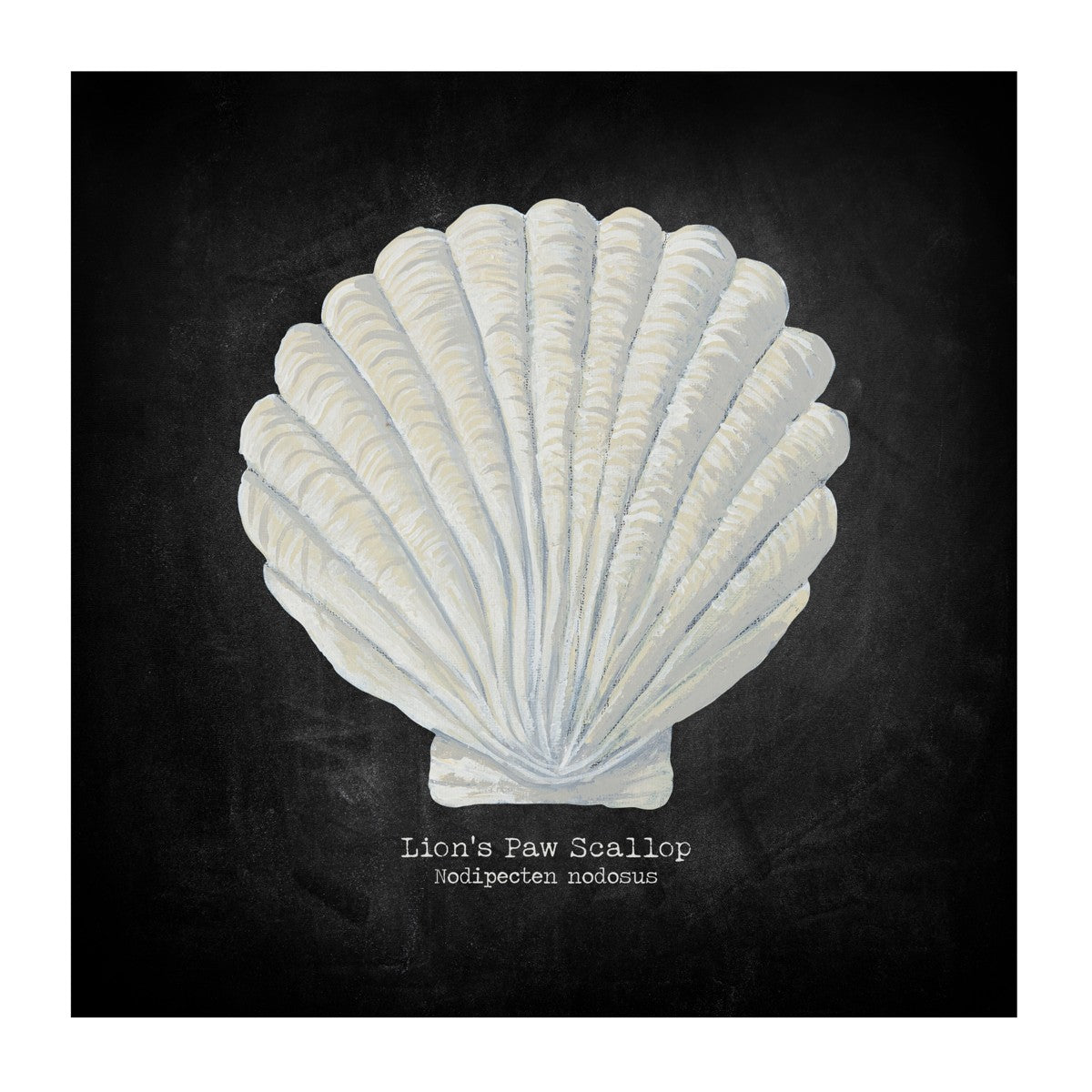 Hand-painted Scallop Shell Art Print | Black Background – Beach House Art
