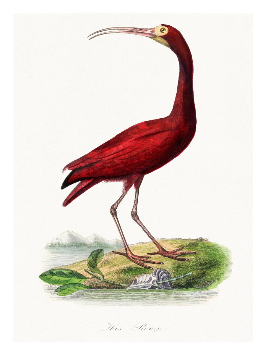 Red Ibis | Vintage Bird Art Print – Beach House Art