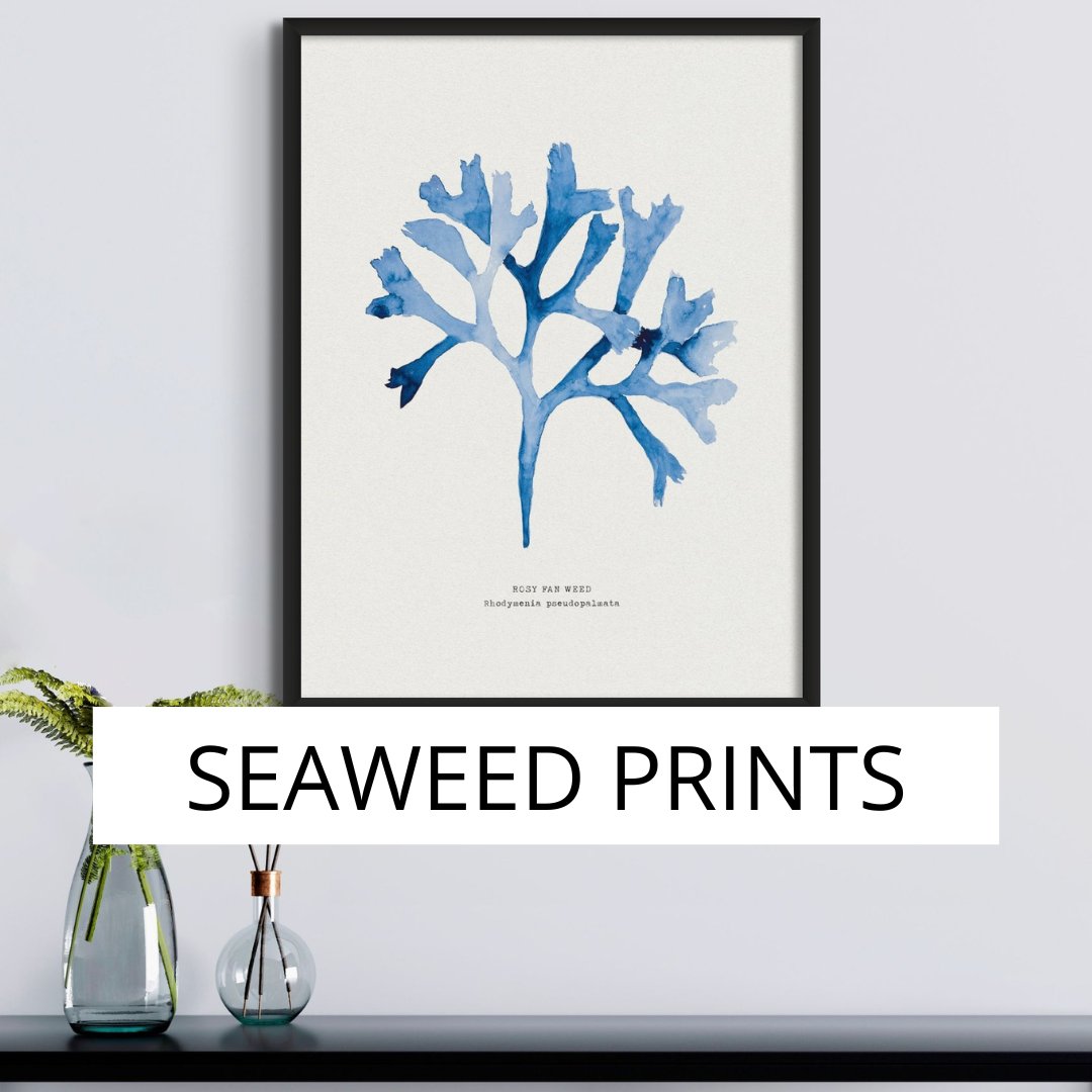 Beautiful Seaweed Prints & Watercolour Seaweed Art – Beach House Art ...