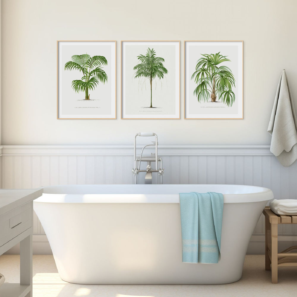 Macaw Palm Tree Print | Vintage Botanical Palm Art Print - Framed ...