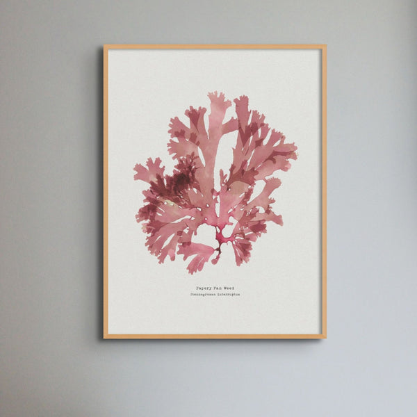 Seaweed Prints & Watercolour Seaweed Wall Art | Beach House Art