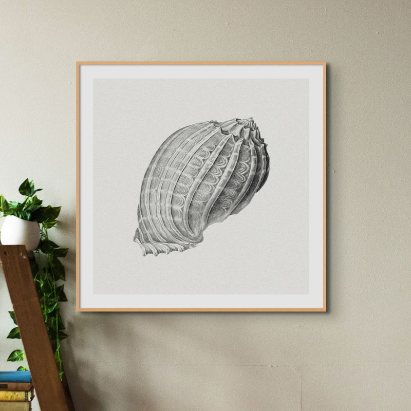Set of Three Vintage Shell Art Prints | White Background - Unframed ...