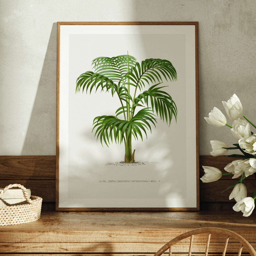 Kentia Palm Tree Print | Vintage Botanical Palm Art Print - Framed ...