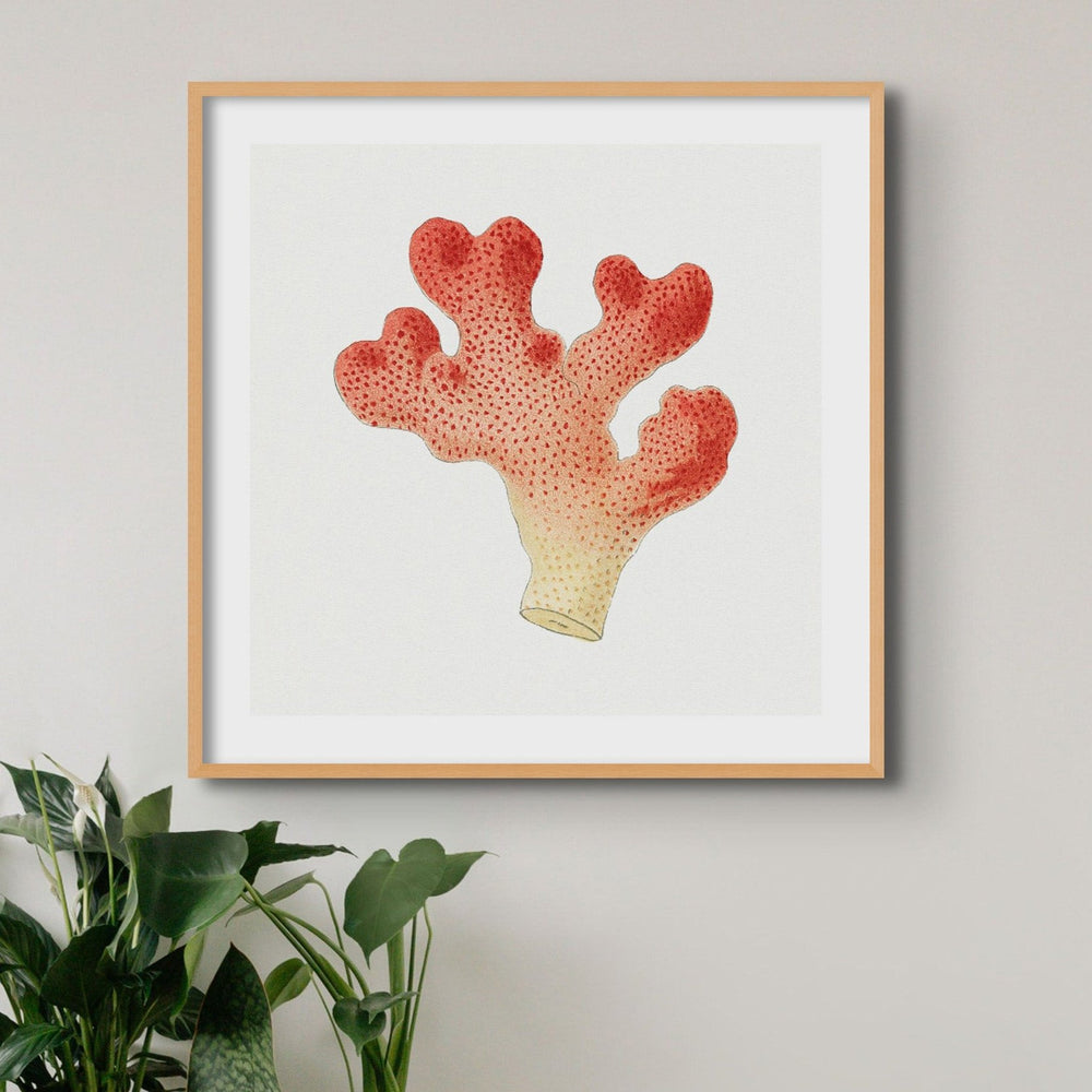 Reef Coral Print No 1 | Vintage Coral Wall Art - Unframed – Beach House Art
