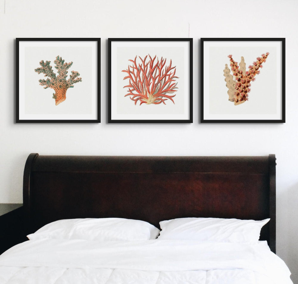 Reef Coral Print No 2 | Vintage Coral Art Print - Unframed – Beach ...