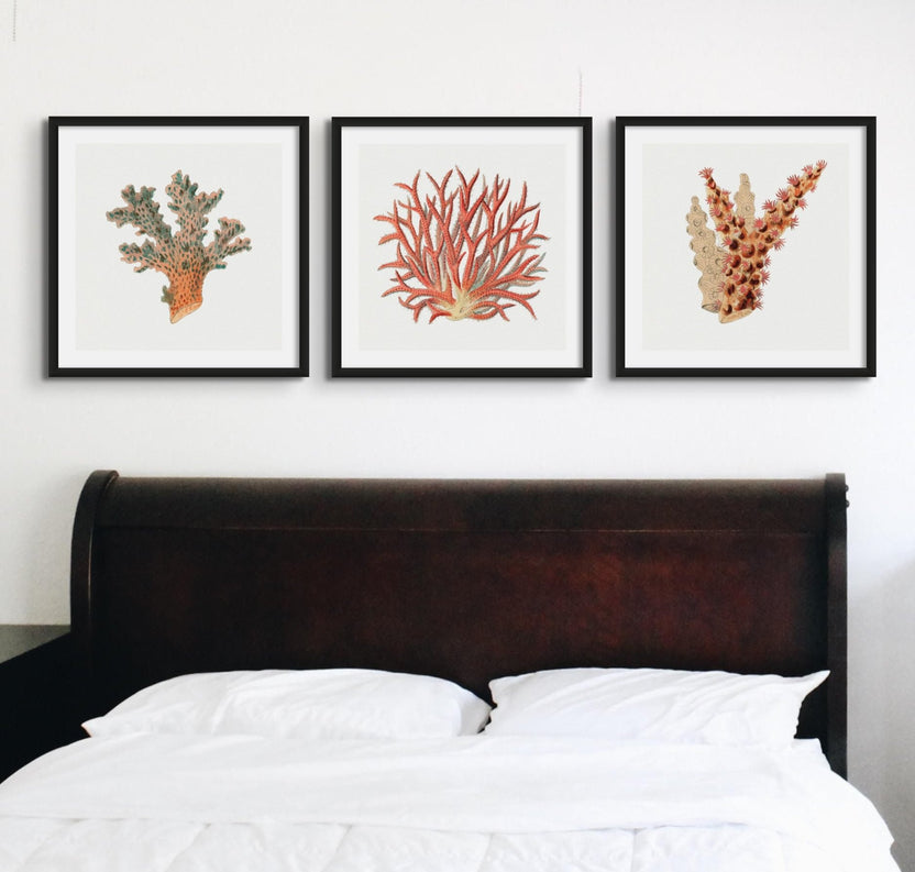 Reef Coral Print No 2 | Vintage Coral Art Print - Unframed – Beach ...