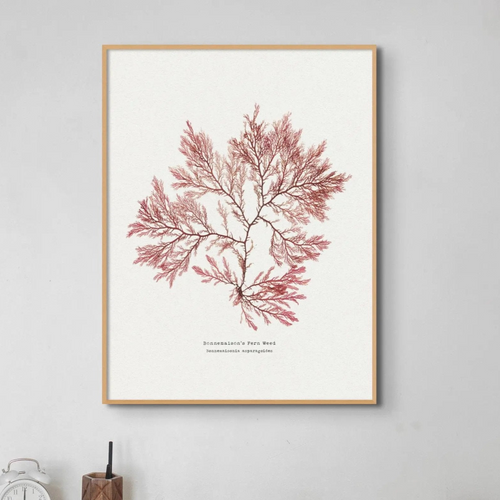 Pressed Seaweed Prints & Seaweed Art | Beach House Art