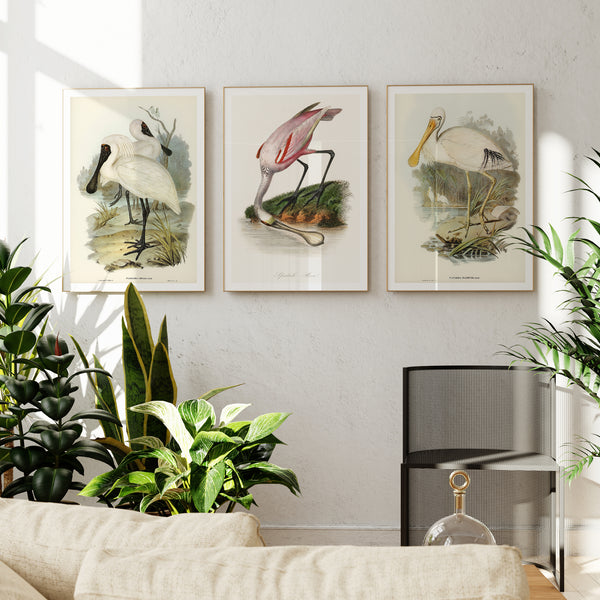 Spoonbill (Pink) Vintage Bird Art Print - Framed – Beach House Art