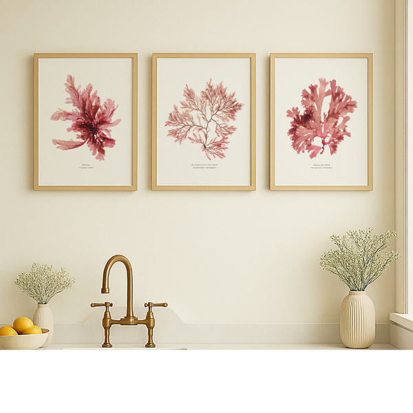 Seaweed Prints & Watercolour Seaweed Wall Art | Beach House Art