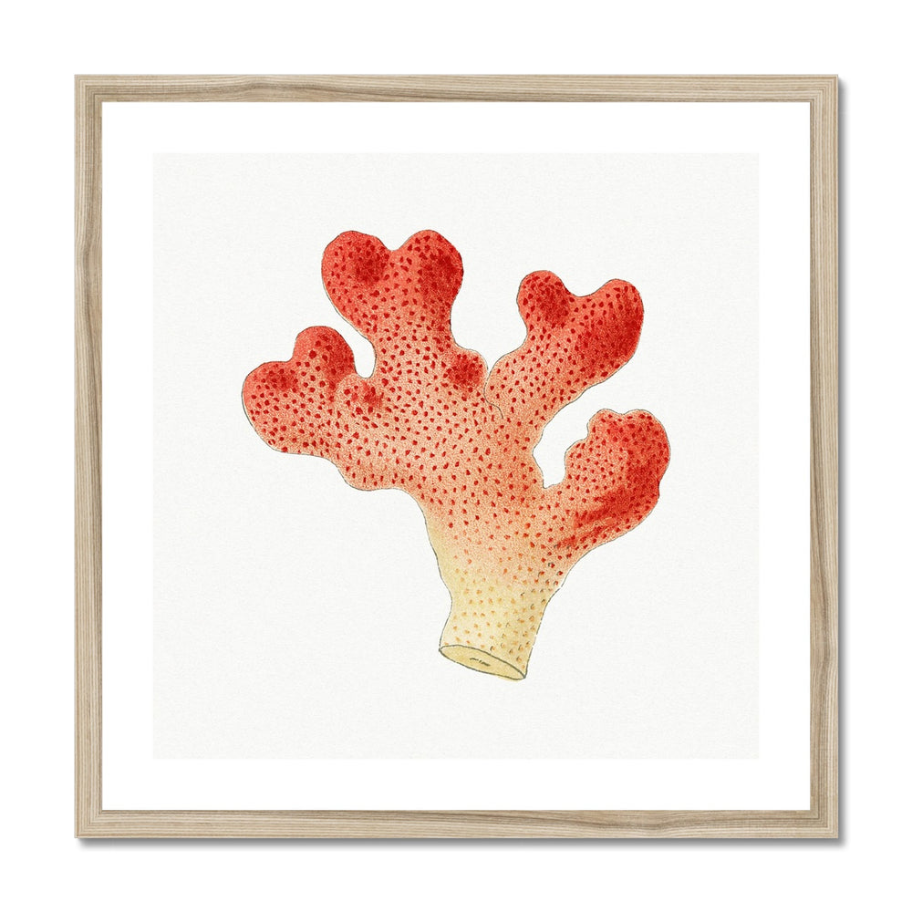 Reef Coral Print No 1 | Vintage Coral Wall Art - Unframed – Beach House Art