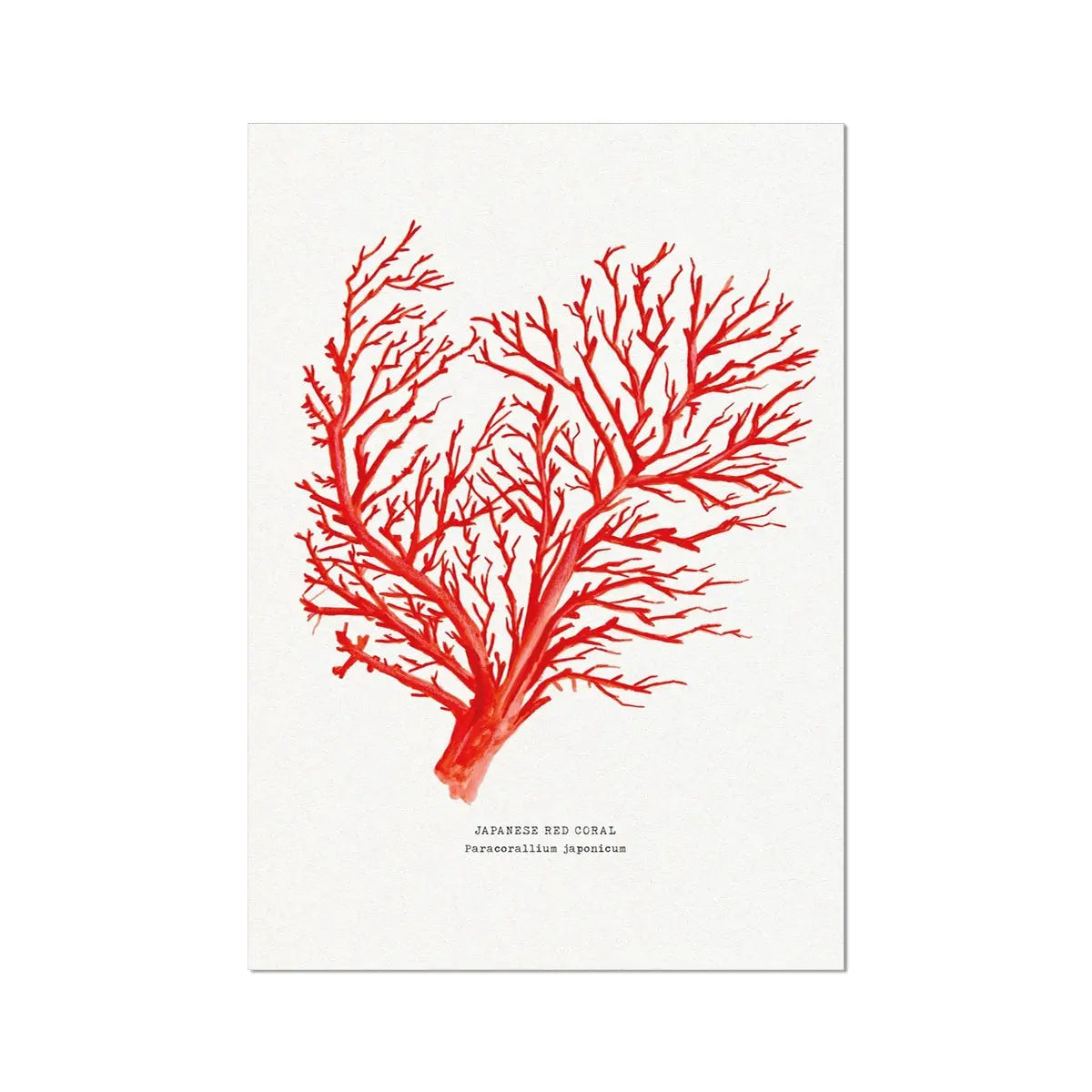 Red Coral Print
