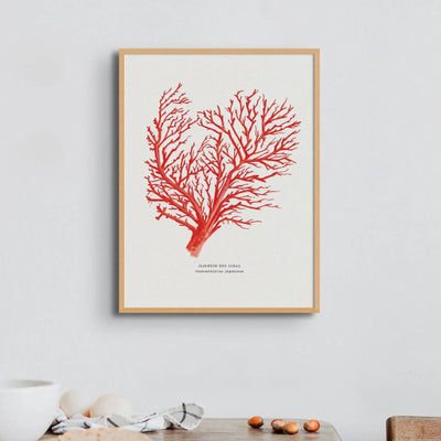 Coral Print (Red Coral No 2) Fine Art Print - Beach House Art