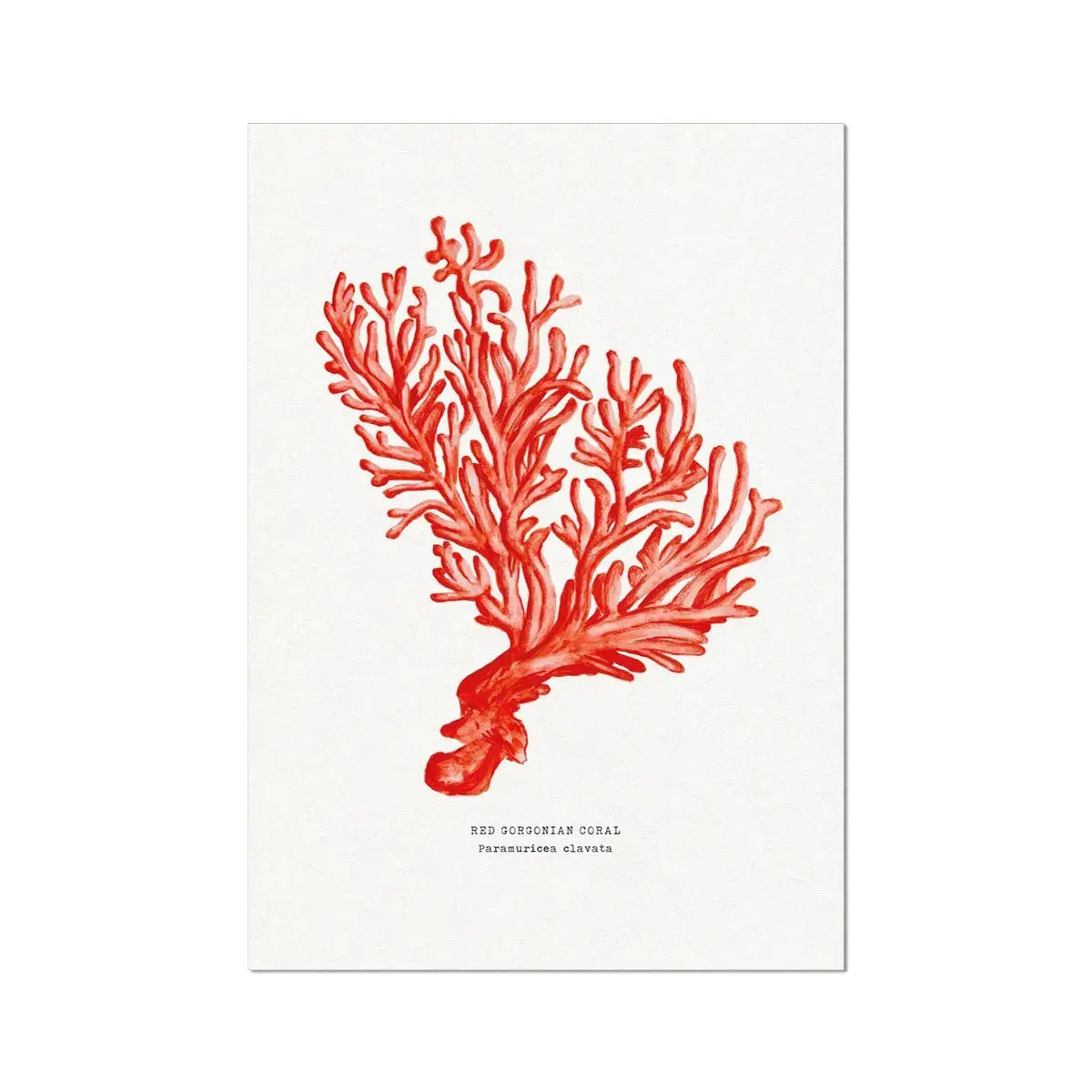 Red Coral Art