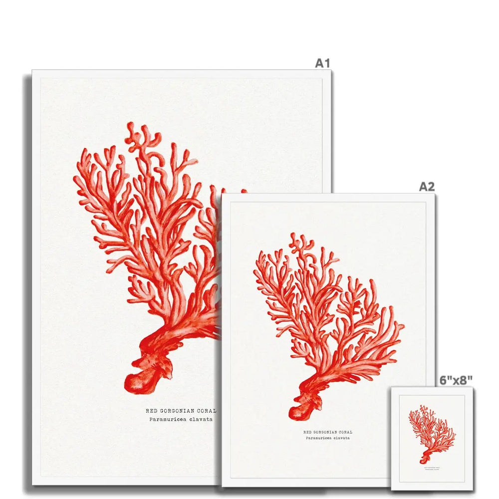 Coral Print (Red Coral No 5) Framed Print - Beach House Art