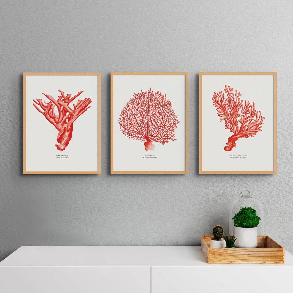Coral Print (Red Coral No 5) Framed Print - Beach House Art