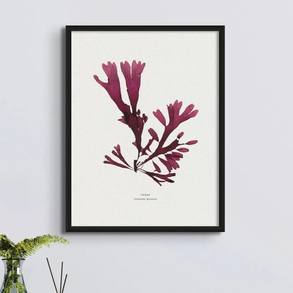 Seaweed Print Wall Art (Fan Weed No1) - Beach House Art