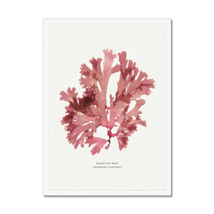 Pressed Seaweed Print – Fan Weed No. 1 | Beach House Art