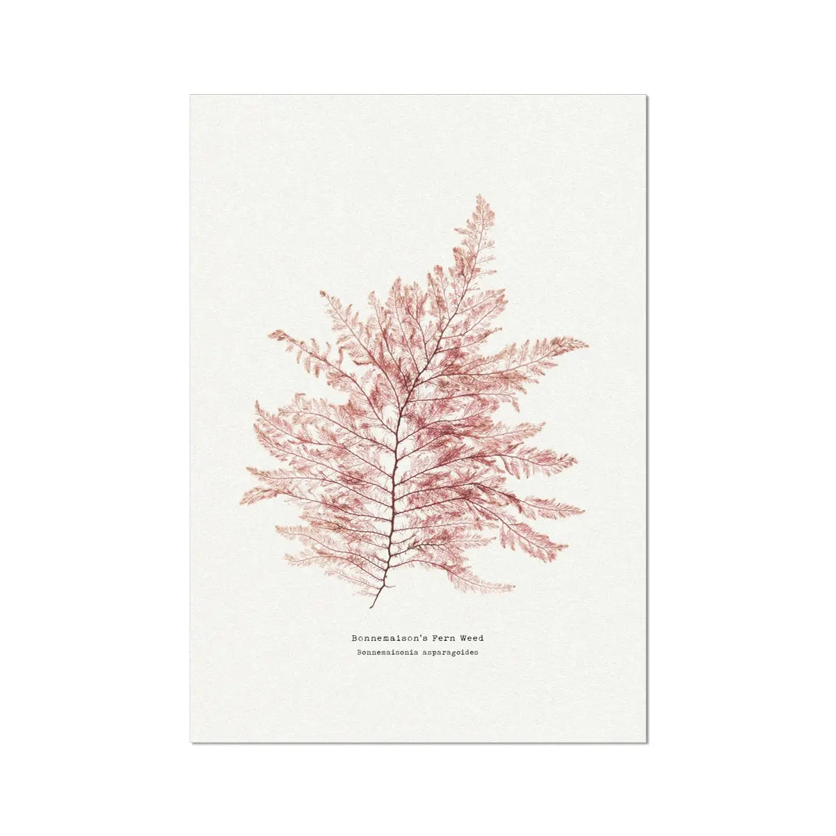 How To Press Seaweed For Art | The Best Guide For Making Seaweed Art ...