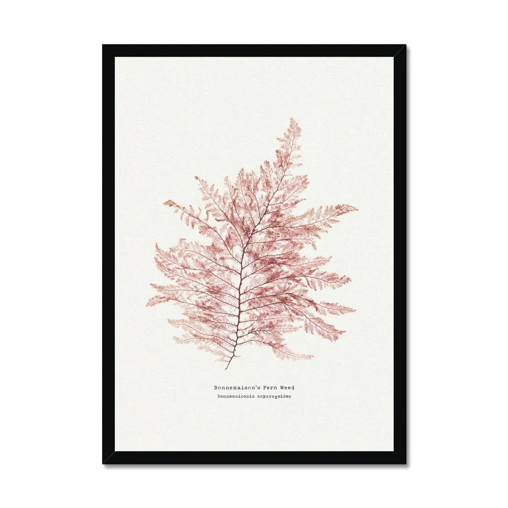 Seaweed Print Wall Art (Fern Weed No1) - Beach House Art