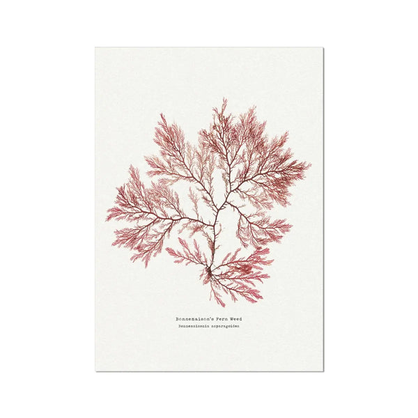 Seaweed Print Wall Art (Fan Weed No1) - Beach House Art