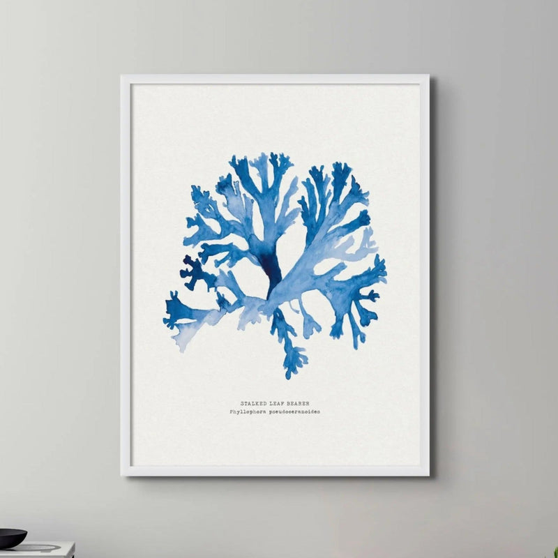 Indigo Seaweed Print Wall Art (Stalked Leaf Bearer) - Beach House Art