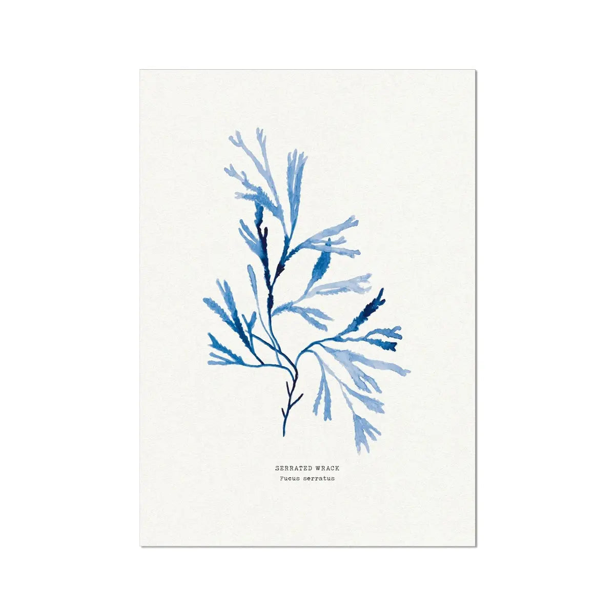 How To Press Seaweed For Art | The Best Guide For Making Seaweed Art ...