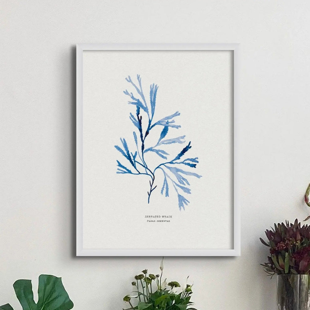 Indigo Seaweed Print Wall Art (Serrated Wrack) - Beach House Art