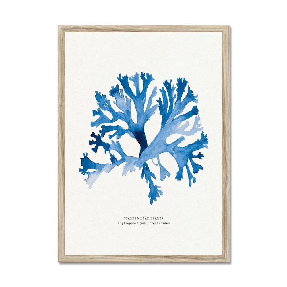 Indigo Seaweed Print Wall Art (Stalked Leaf Bearer) - Beach House Art