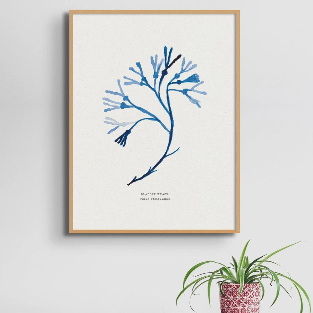 Indigo Seaweed Print Wall Art (Bladder Wrack) - Beach House Art