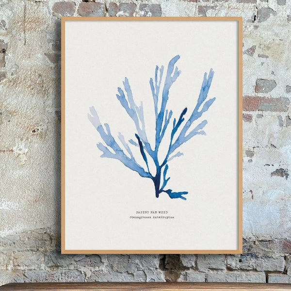Seaweed Prints & Watercolour Seaweed Wall Art | Beach House Art