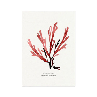 Watercolour Seaweed Print Wall Art (Rosy Fan Weed) Beach House Art