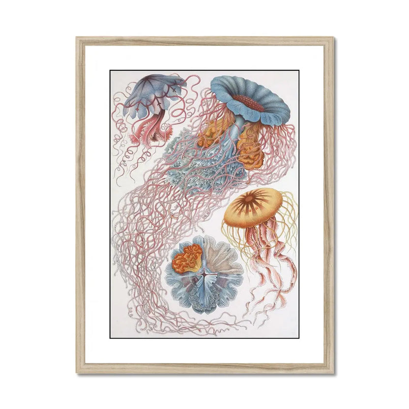 Sea Creatures - White Fine Art Print - Beach House Art