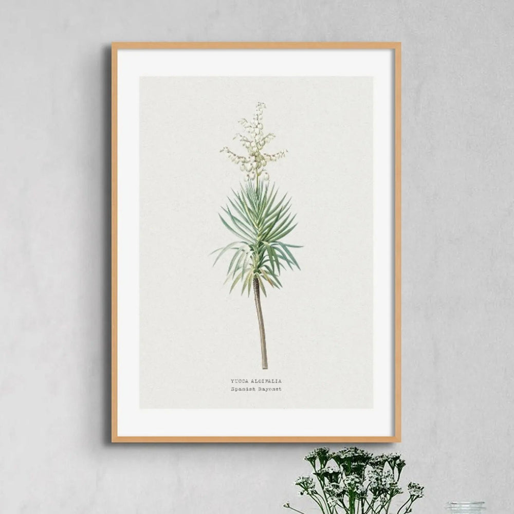 Yucca | Vintage Flower Print Fine Art Print - Beach House Art