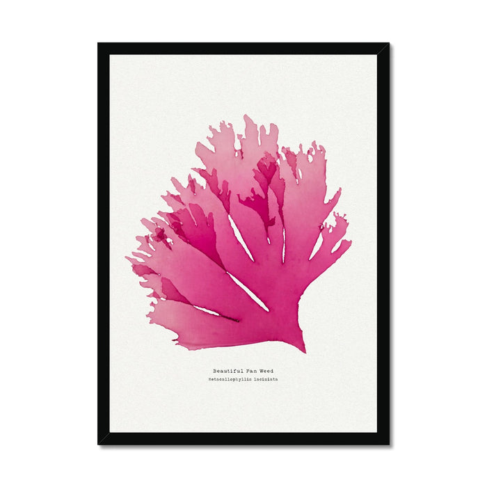 Beautiful Fan Weed No 1 Seaweed Print | Pressed Seaweed Art - Unframed ...